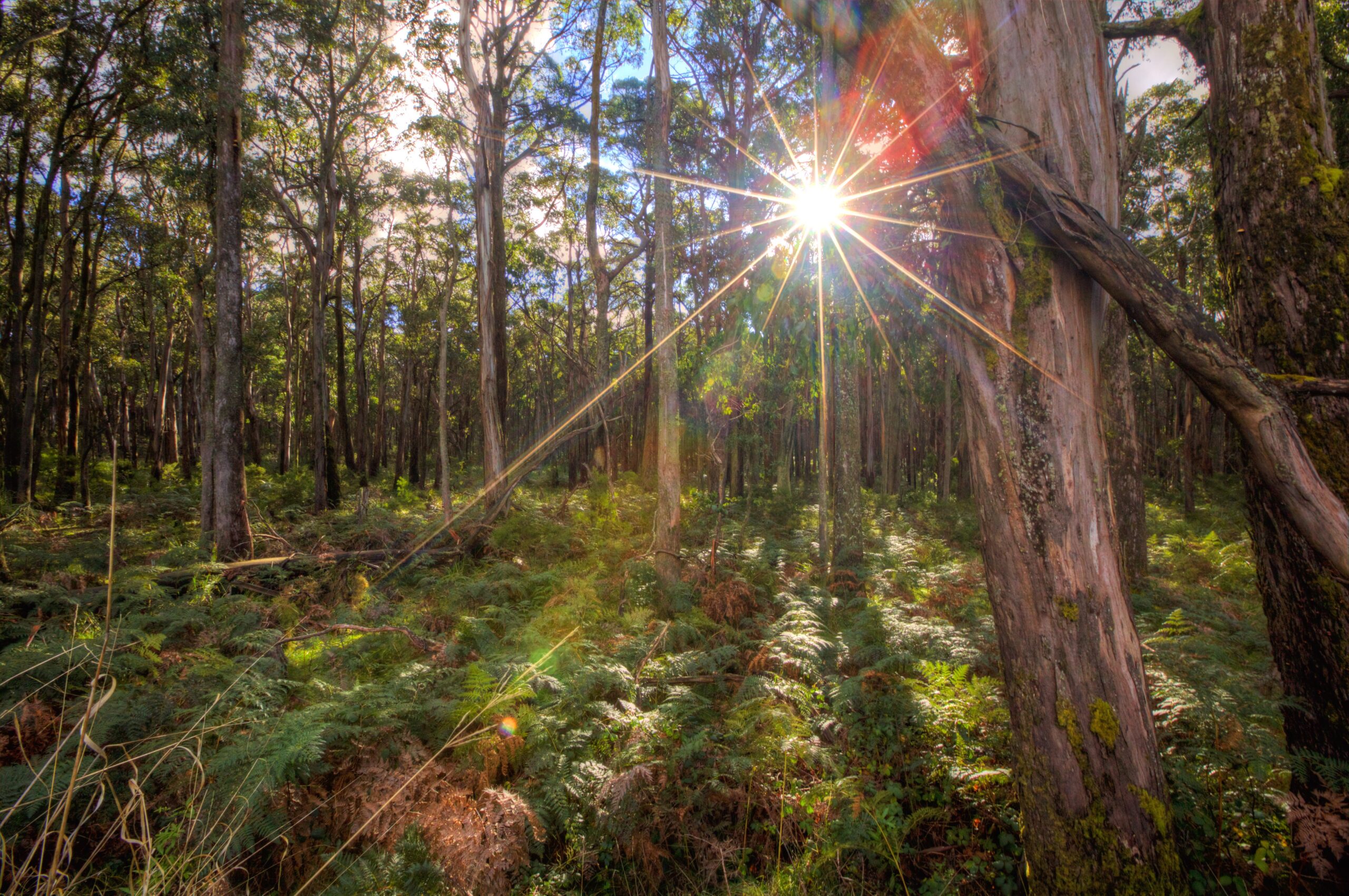 Wombat State Forest - McFall Real Estate Ballan