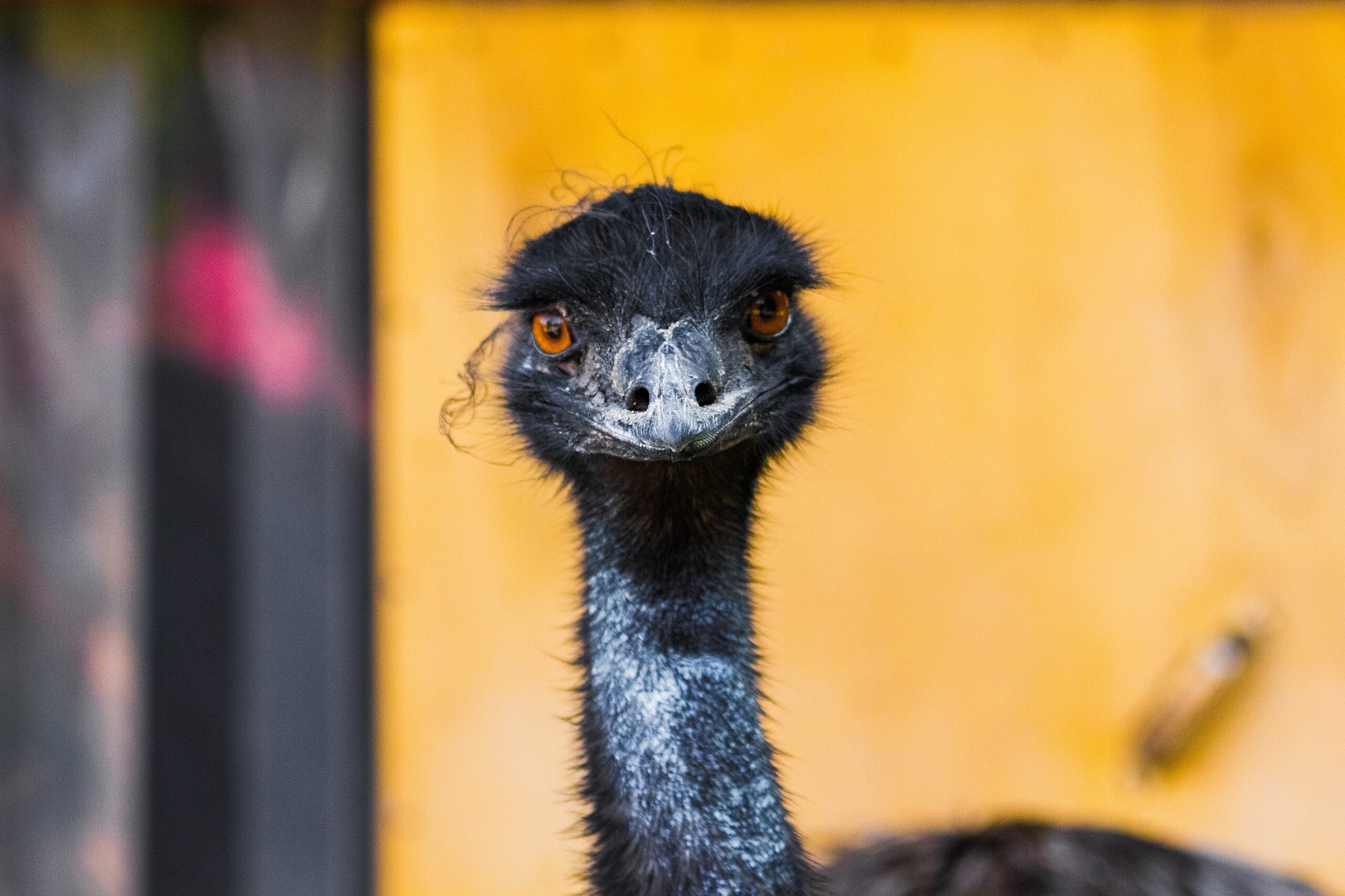 OLD MAN EMU - McFall Real Estate Ballan